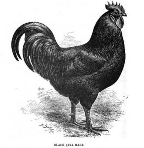 Java Chicken - Breed Profile - Backyard Poultry